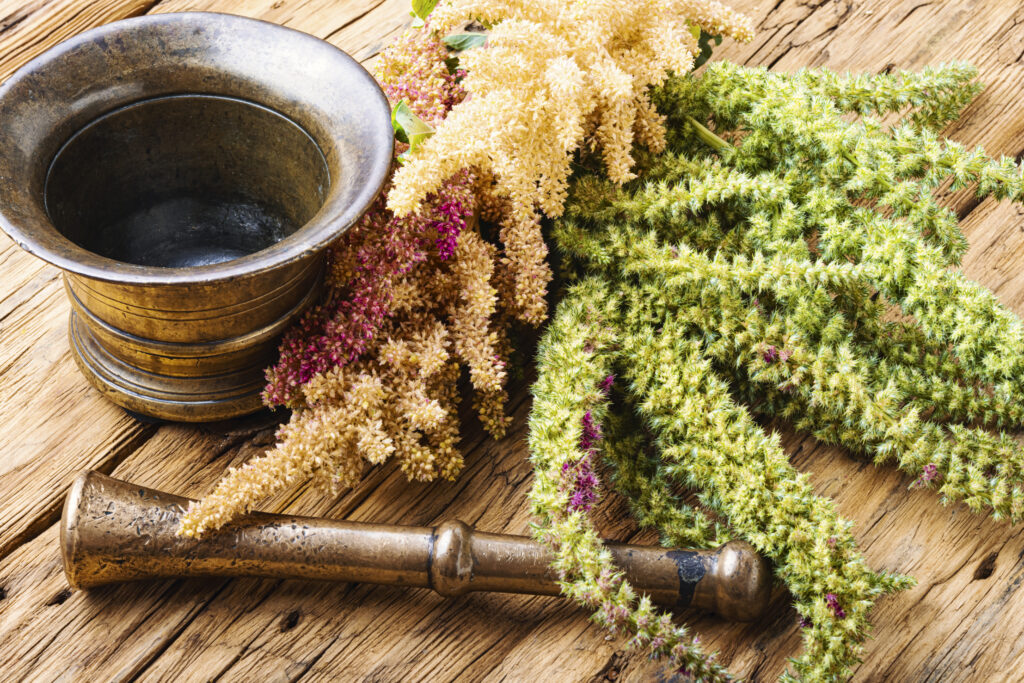 Amaranthus Caudatus - Great Wealth is Health